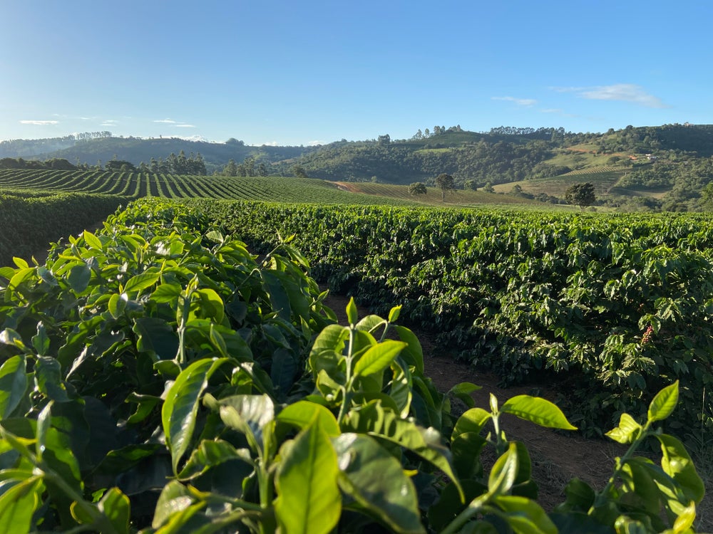 Урожай арабики в Бразилии в 2025/26 году: что нужно знать - Greencof